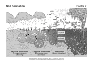 Sustainable Nutrition Manual - Never Ending Food