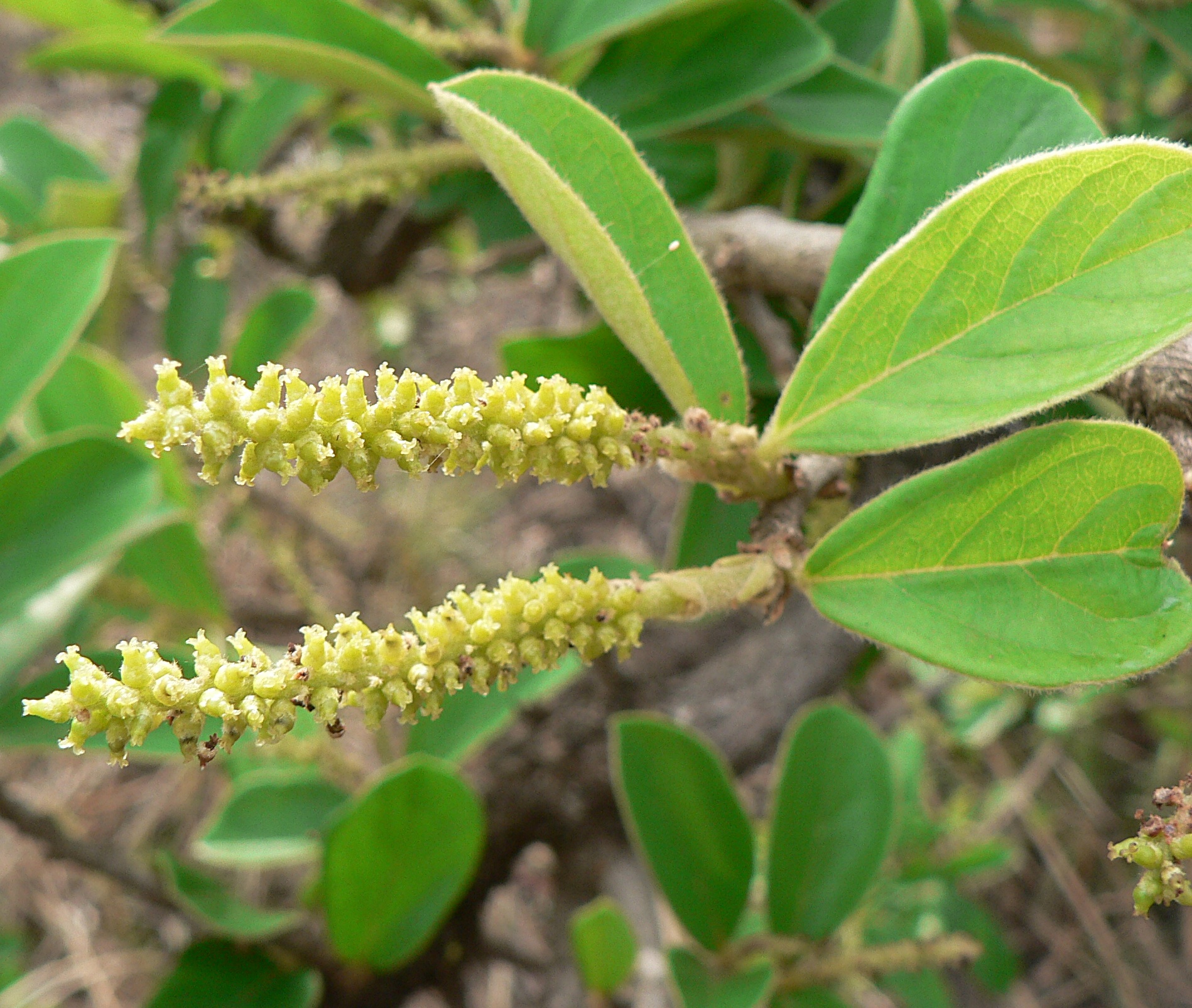 Plant of the Week - Tassel Berry - Never Ending Food