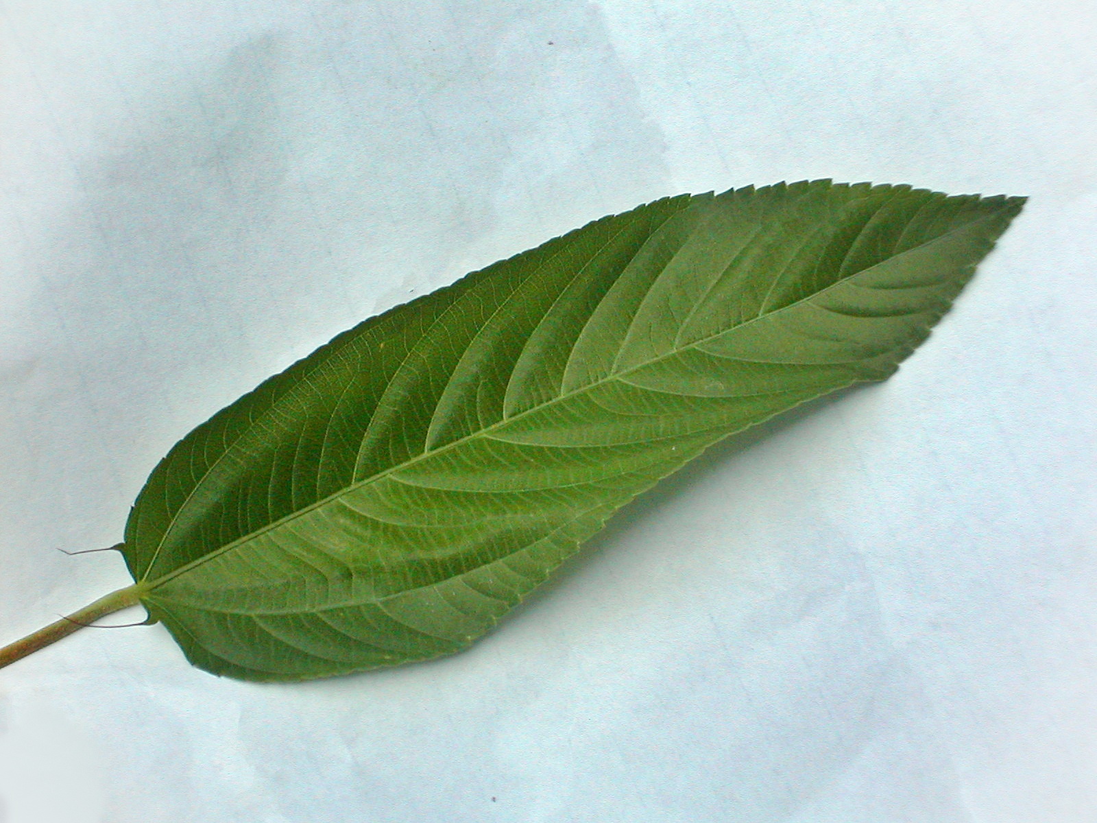 Plant of the Week - Denje - Never Ending Food