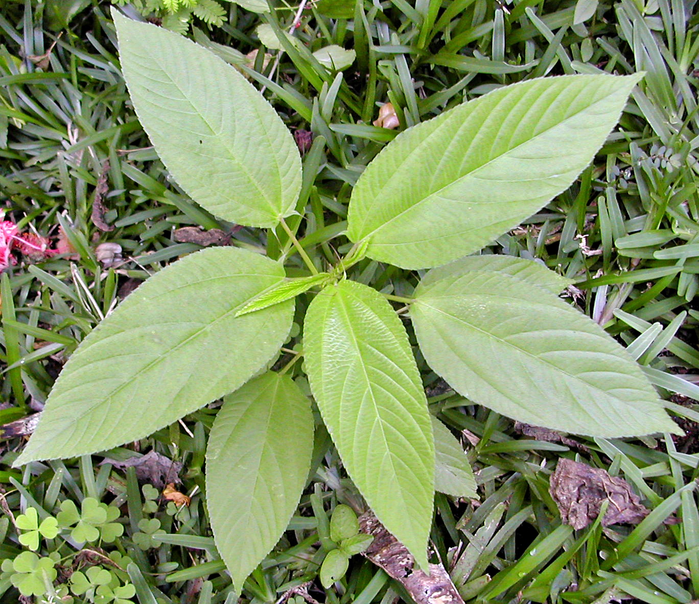 Plant of the Week - Denje - Never Ending Food