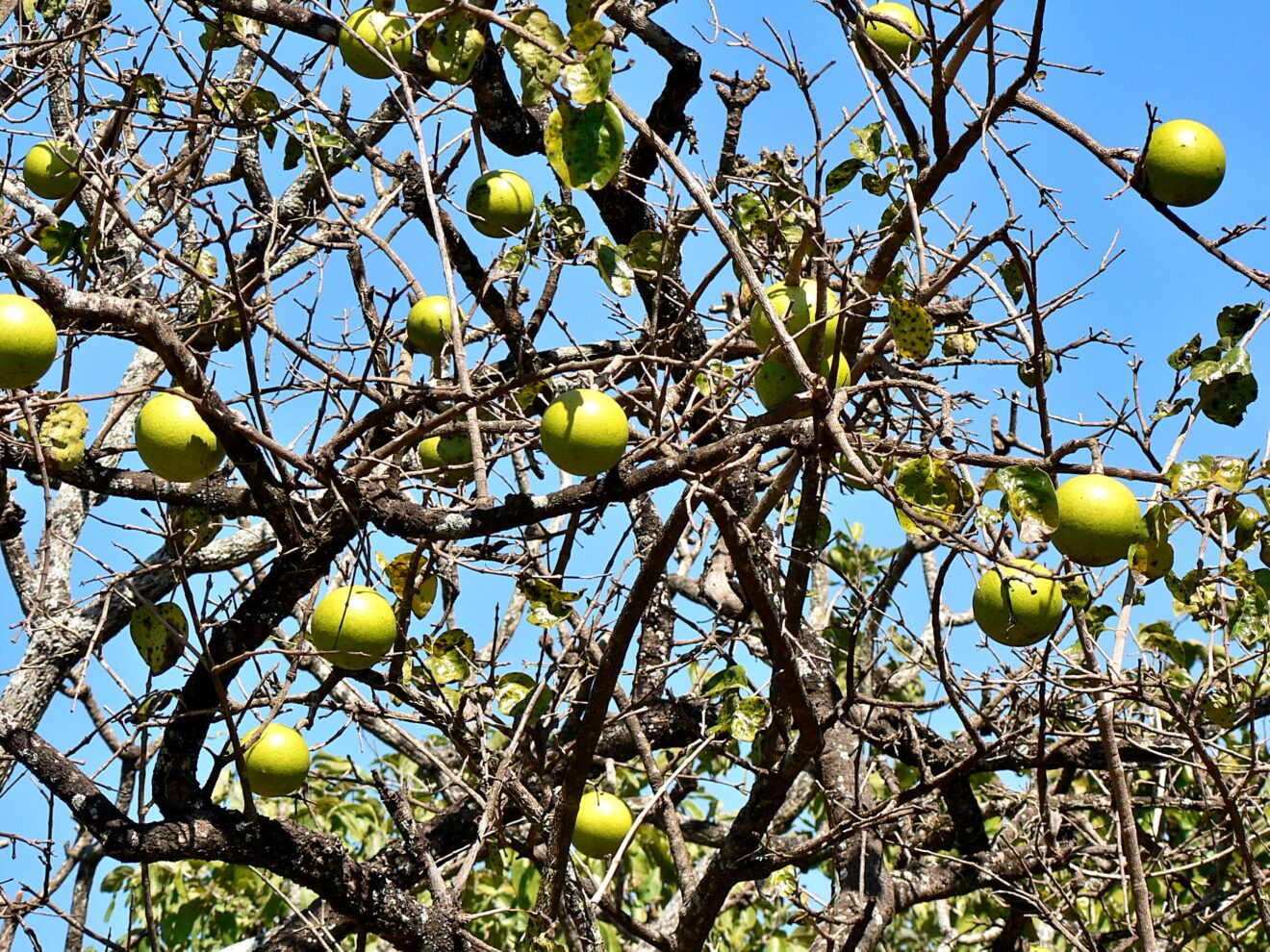 Plant of the Week - Spiny Monkey Orange - Never Ending Food