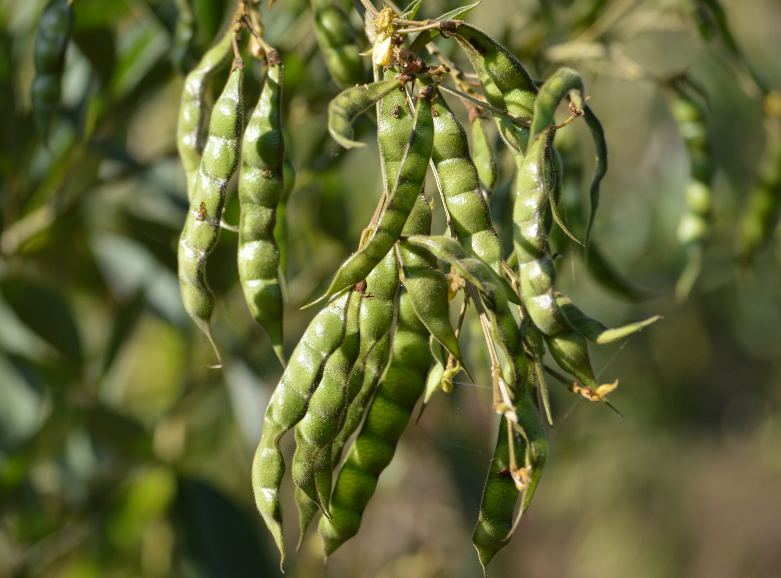 Plant of the Week - Pigeon Pea - Never Ending Food
