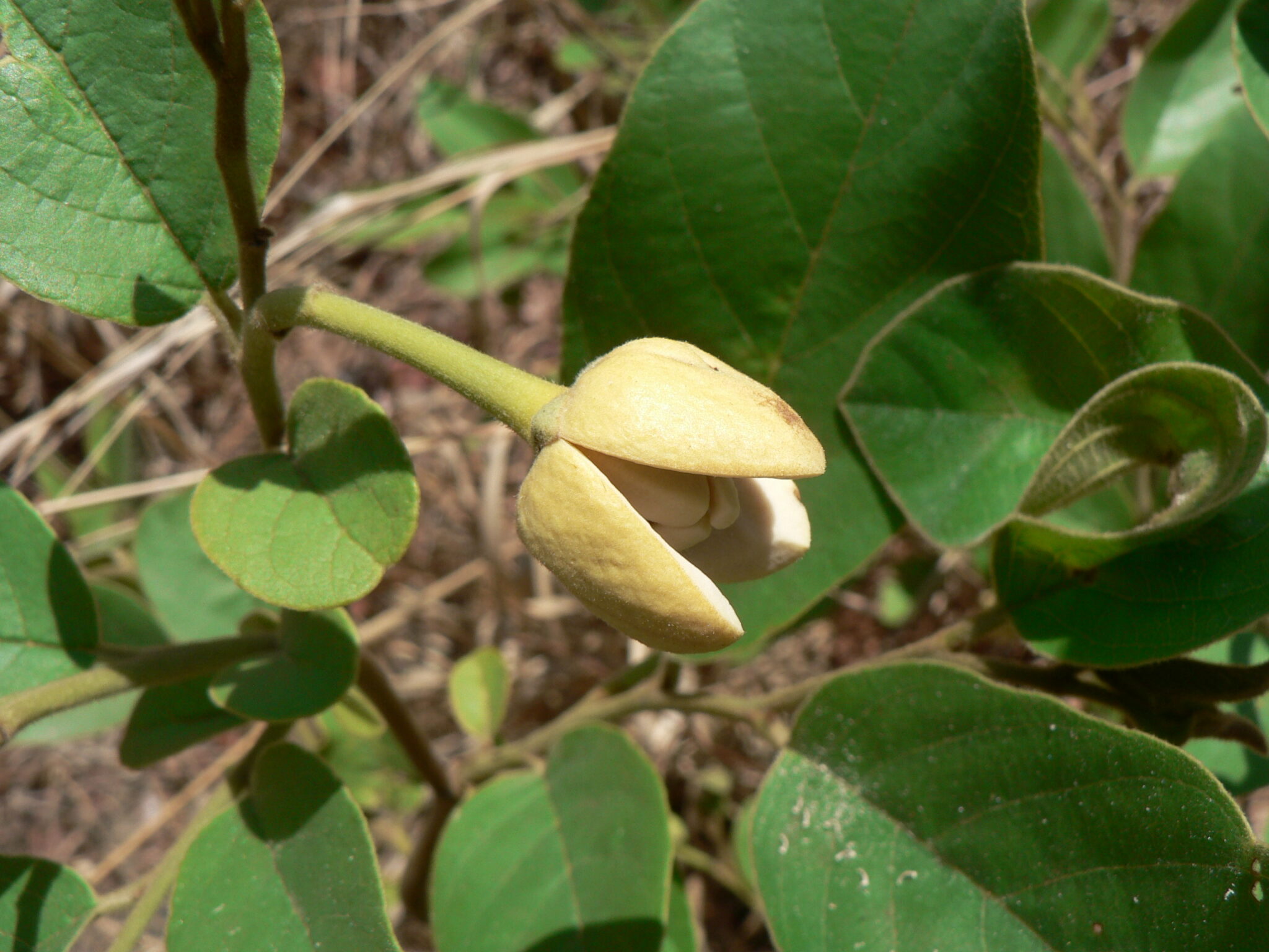 Plant of the Week - Wild Custard Apple - Never Ending Food